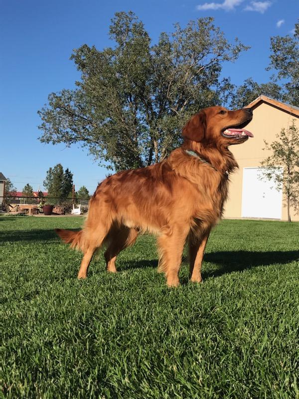 Meet the Family – Tall Pine Goldens